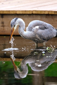 The Friends of Holland Park - Latest news